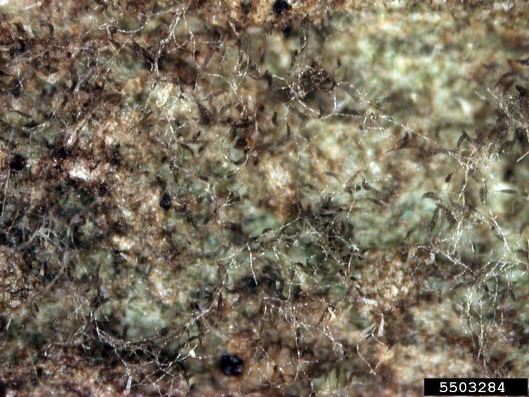 early blight (Alternaria solani)