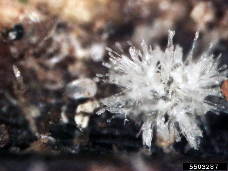 Boxwood blight (Calonectria pseudonaviculata (Crous, J.Z. Groenew. & C ...