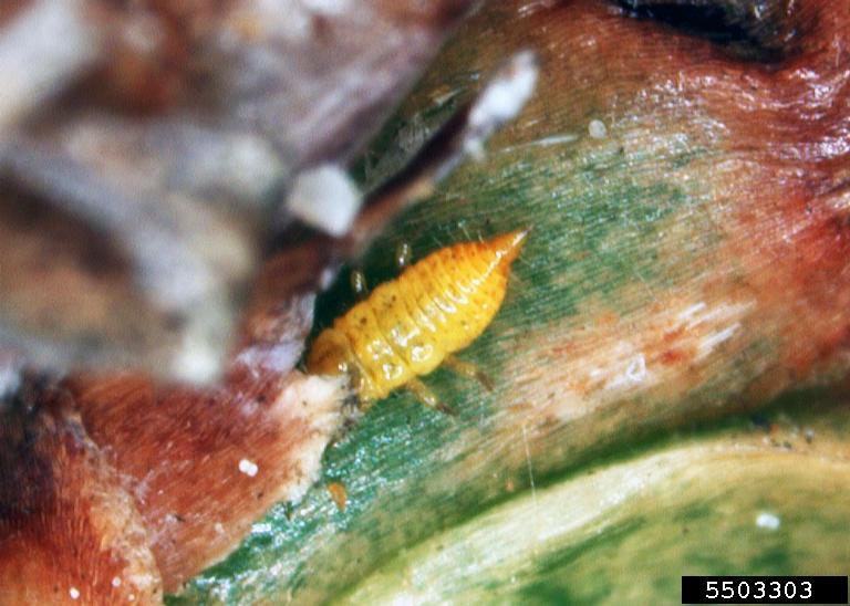 pine thrips (Genus Gnophothrips)