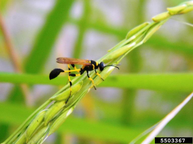 ants, bees, sawflies, wasps, and allies (Order Hymenoptera)