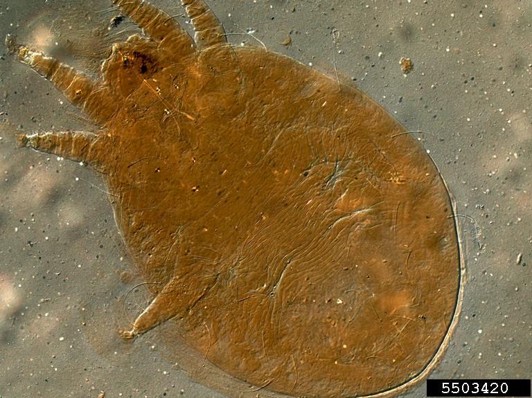 flat mite (Raoiellana allium Baker & Tuttle)