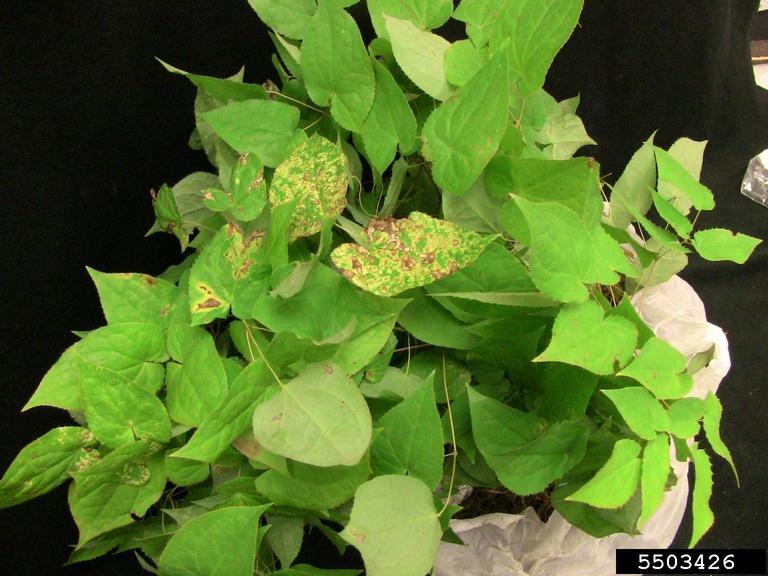 Tobacco Rattle Virus (Tobravirus Tobacco Rattle Virus (TRV))