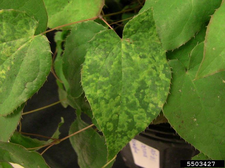 Tobacco Rattle Virus (TRV) (Tobravirus Tobacco Rattle Virus)