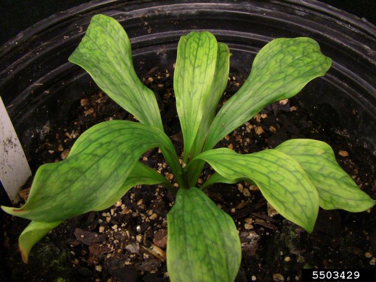 Lily Symptomless Virus (Carlavirus Lily Symptomless Virus (LSV))