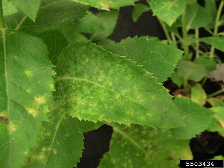 tomato spotted wilt virus (TSWV) (Tospovirus Tomato spotted wilt virus)