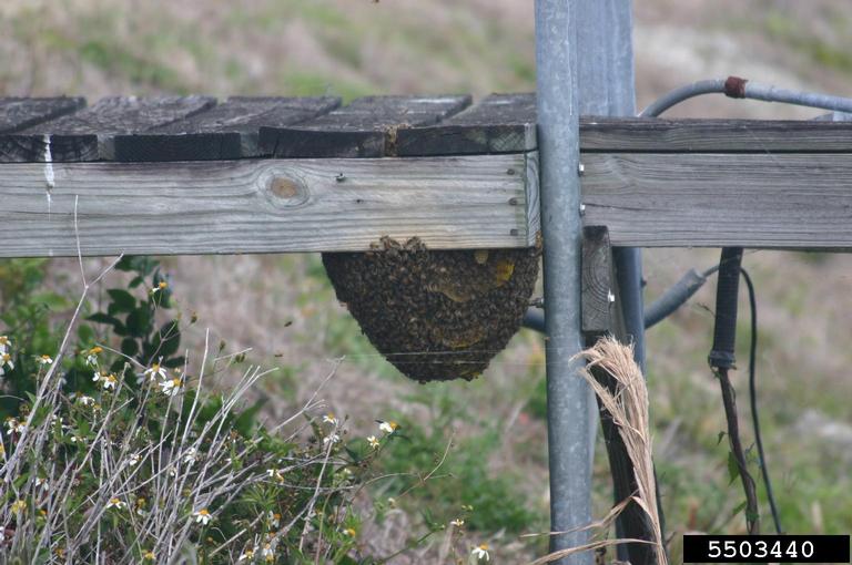 Africanized honey bee (Apis mellifera ssp. scutellata)