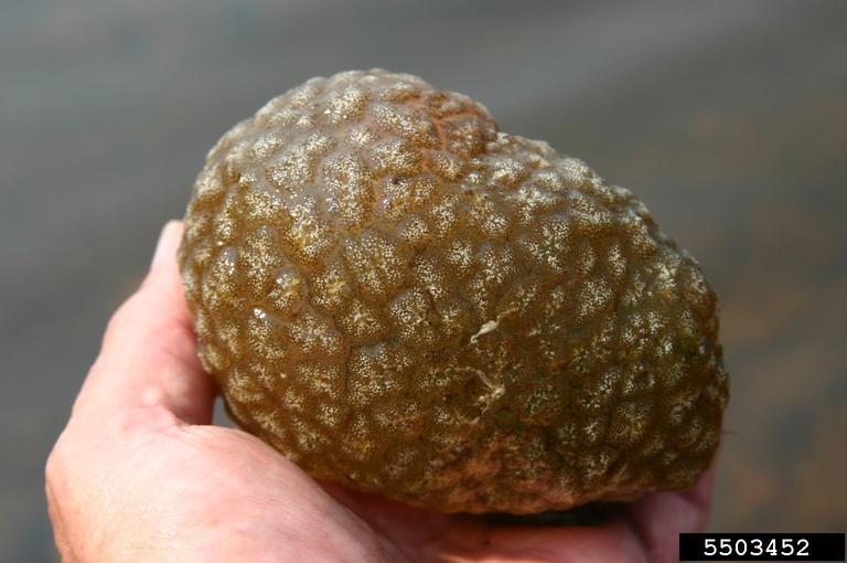 magnificent bryozoan (Pectinatella magnifica)