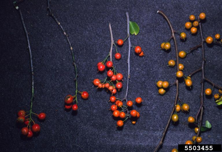 bittersweets (Genus Celastrus)