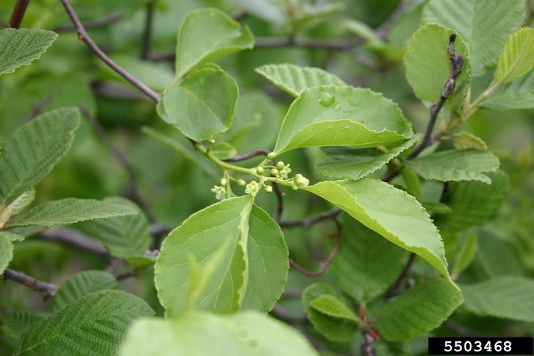 bittersweets (Genus Celastrus)