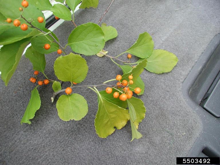 bittersweets (Genus Celastrus L.)