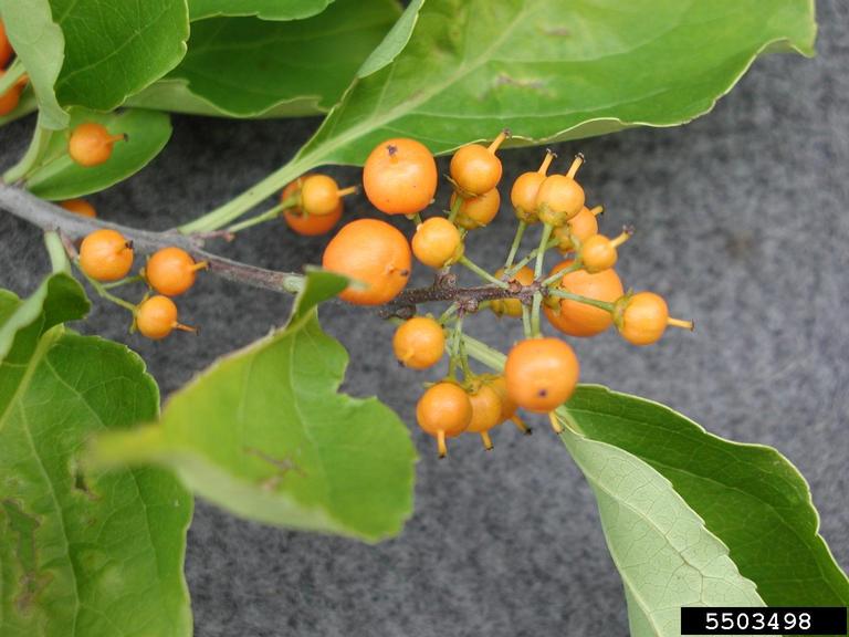 bittersweets (Genus Celastrus L.)