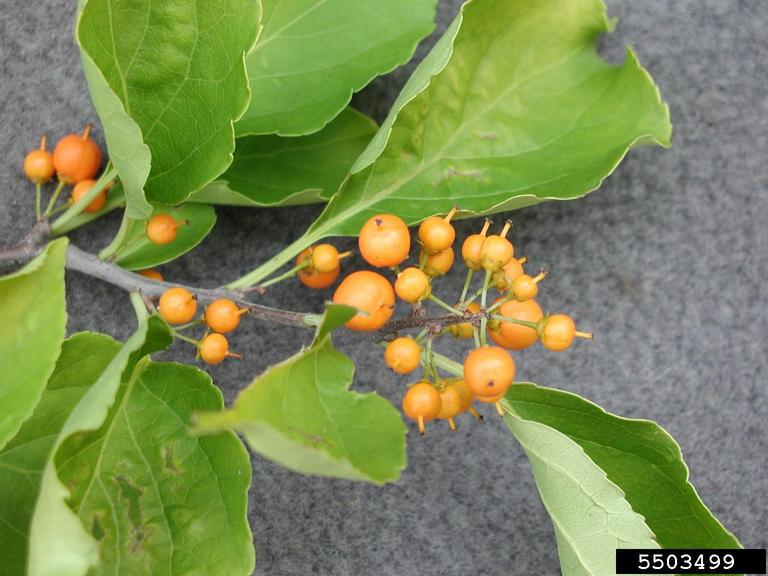 bittersweets (Genus Celastrus L.)