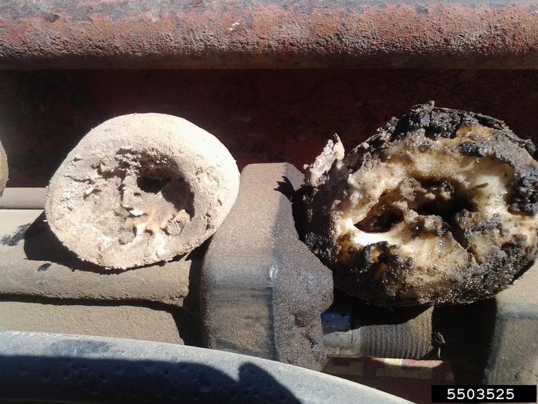 Pythium root and stem rot (Pythium ultimum)