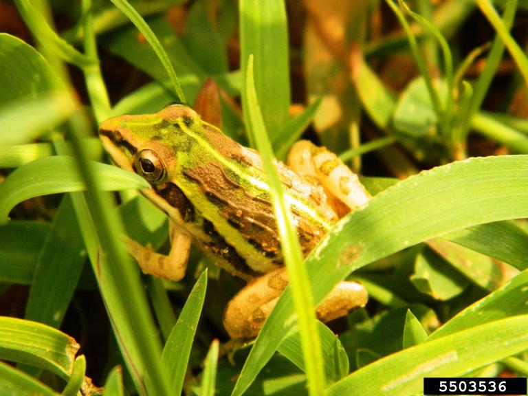 Indus Valley bullfrog (Hoplobatrachus tigerinus (Daudin, 1802))