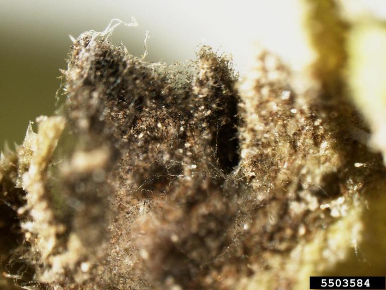 brown spot (Alternaria alternata (Fr.) Keissl.)