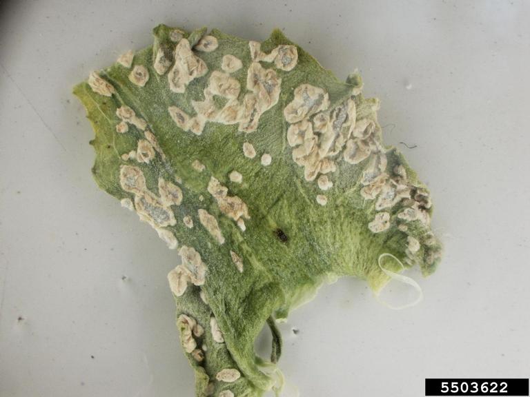 white rust (Albugo candida (Pers.) Roussel)