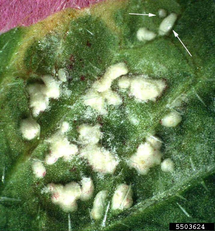 white rust (Albugo candida (Pers.) Roussel)