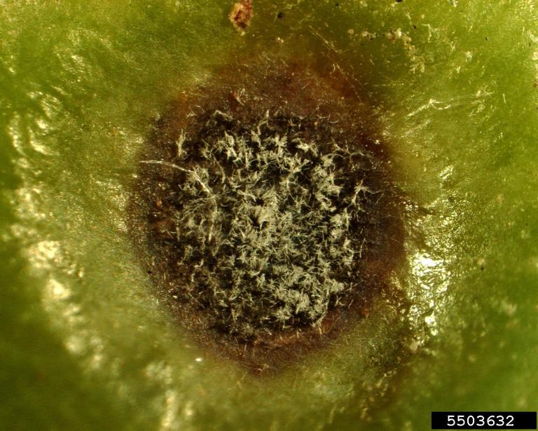 Passalora cucurbiticola (Henn.) U. Braun & Crous