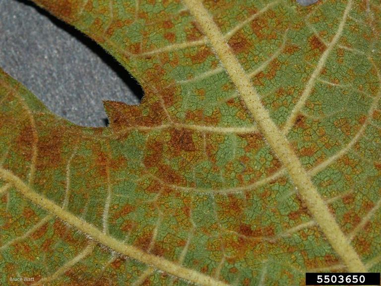 fig rust (Cerotelium fici)