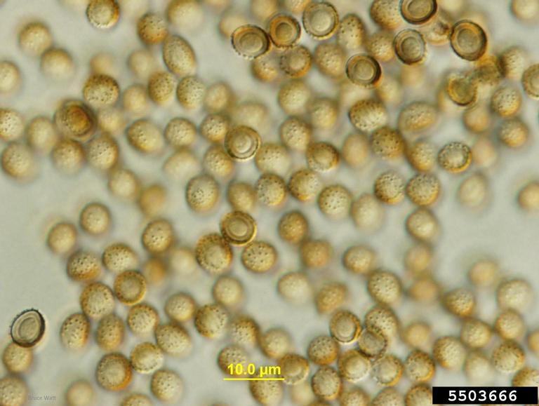 loose smut of wheat or barley (Ustilago tritici (Pers.) Rostr.)