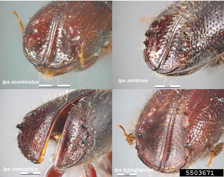 Ips engraver beetles (Genus Ips De Geer 1775)
