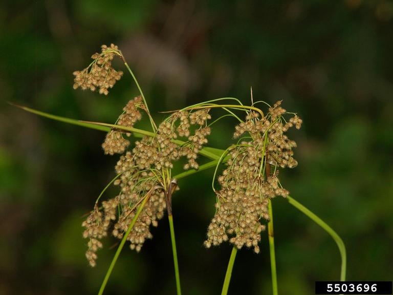 bulrush (Genus Scirpus)