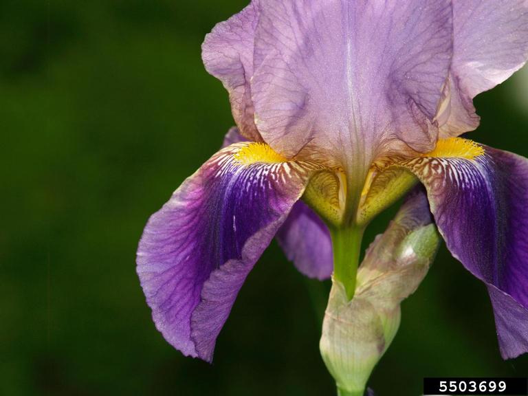 iris (Genus Iris)