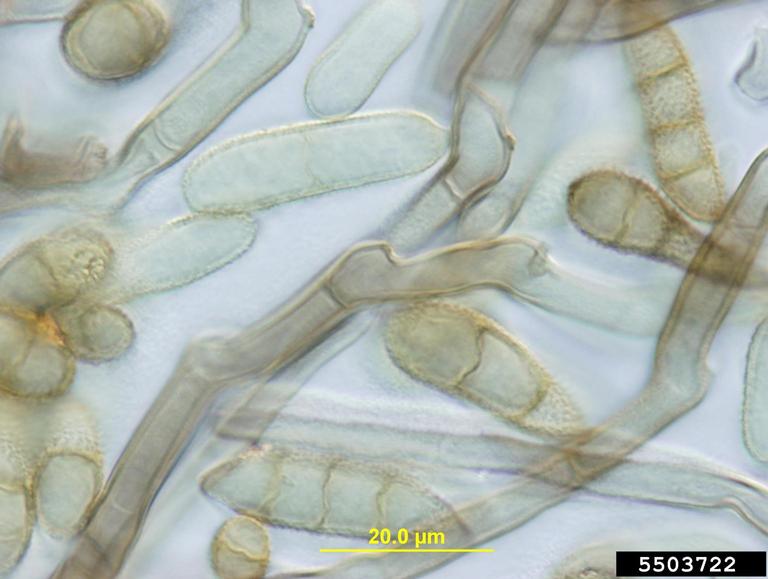 Cladosporium leaf spot (Cladosporium variabile (Cooke) G.A. de Vries)
