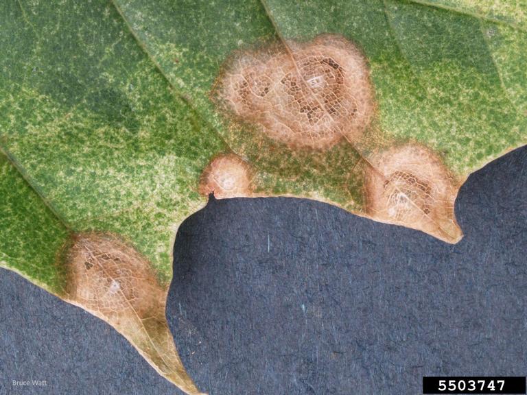 zonate leaf spot (Grovesinia pyramidalis)