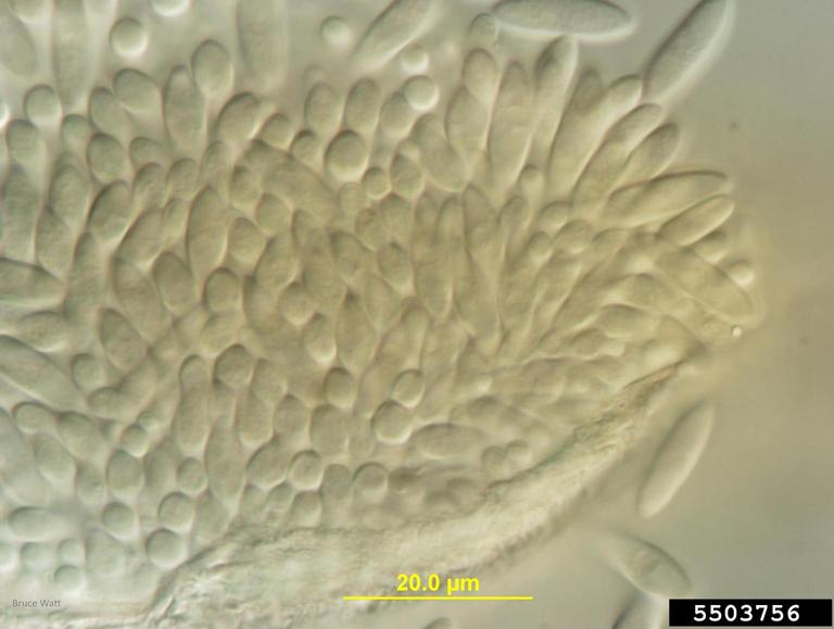 anthracnose (Genus Colletotrichum)