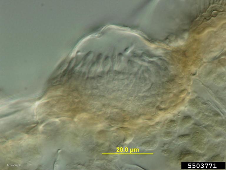 anthracnose (Genus Discula)
