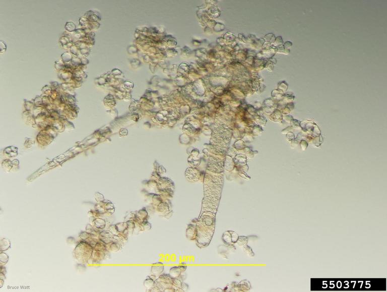 zonate leaf spot (Grovesinia pyramidalis M.N. Cline, J.L. Crane & S.D ...