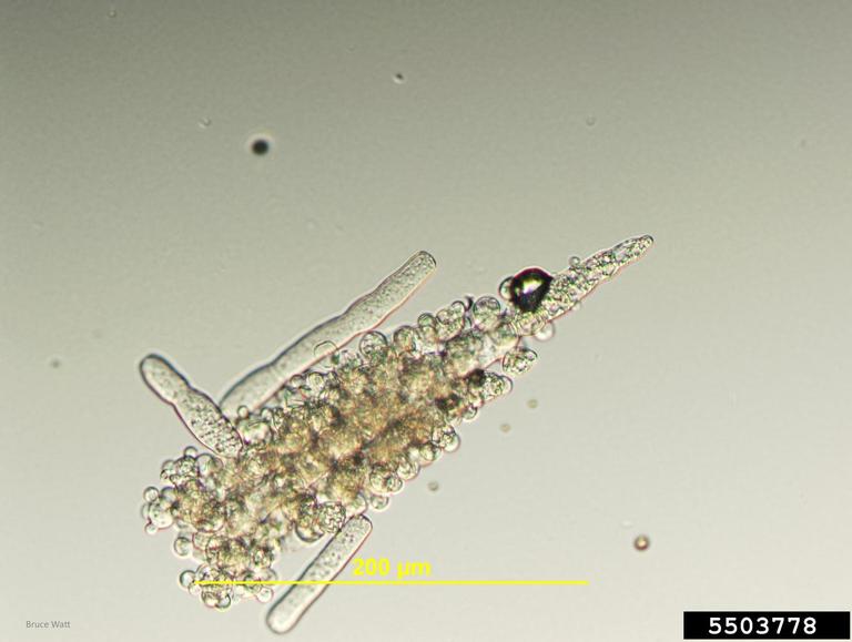 zonate leaf spot (Grovesinia pyramidalis)