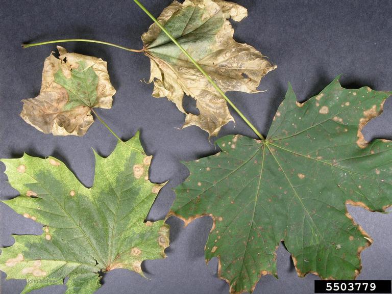 zonate leaf spot (Grovesinia pyramidalis M.N. Cline, J.L. Crane & S.D ...
