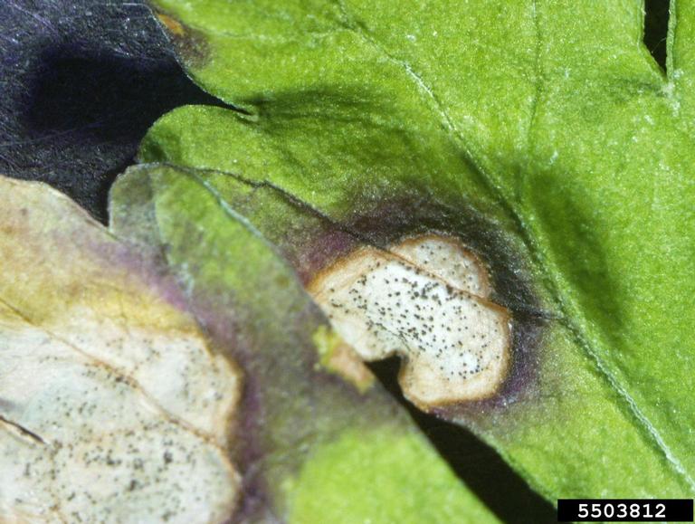 Septoria leaf spot (Septoria petroselini Desm., 1843)