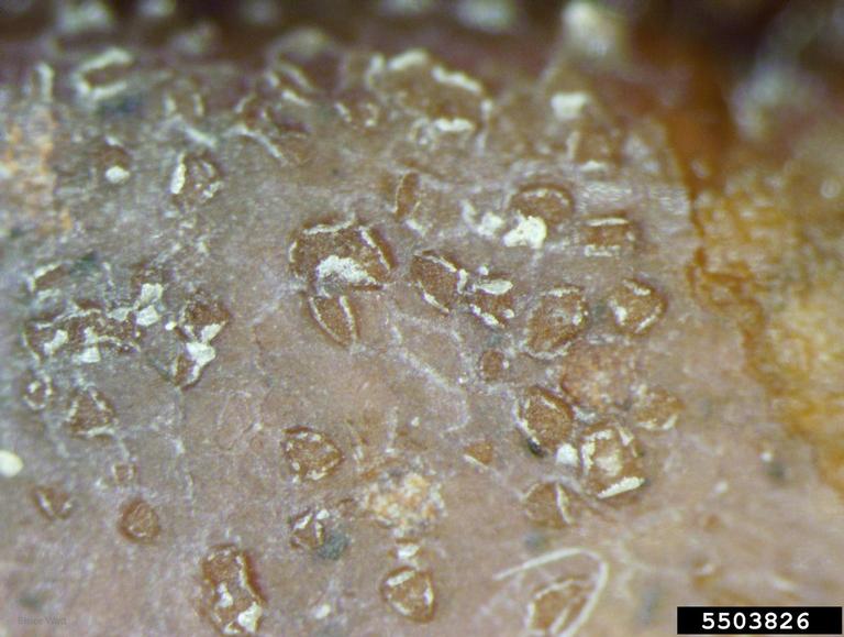 bitter rot and anthracnose (Colletotrichum gloeosporioides)