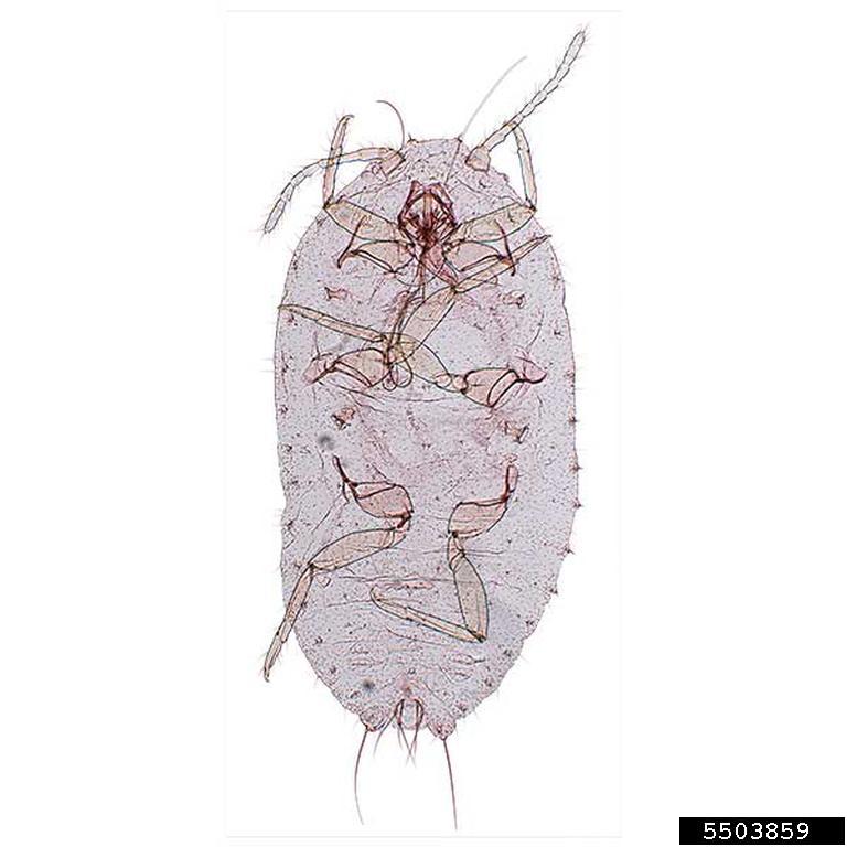 mealybug (Planococcus litchi Cox, 1989)