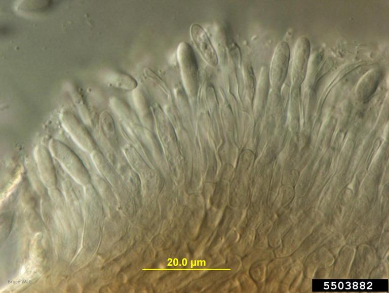 anthracnose (Genus Colletotrichum)