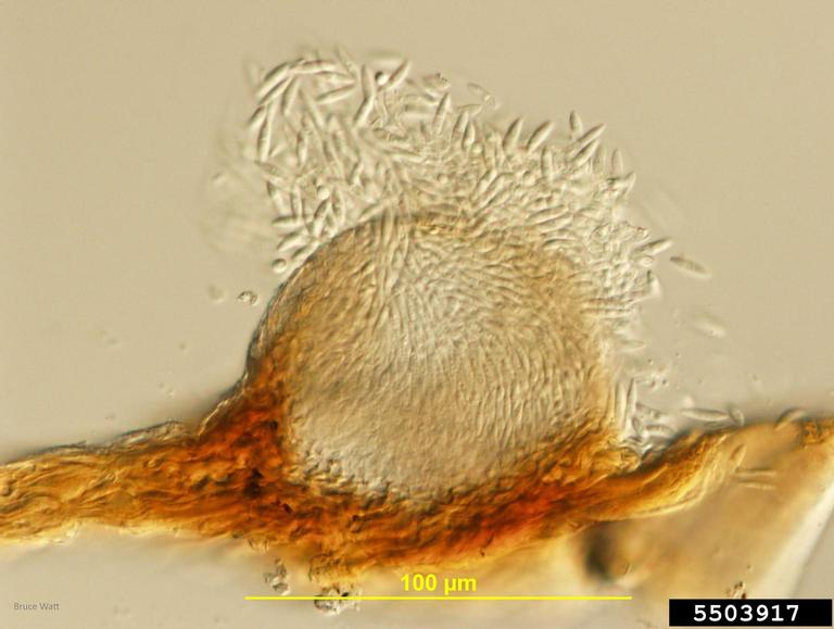 hemlock tip blight (Sirococcus tsugae)