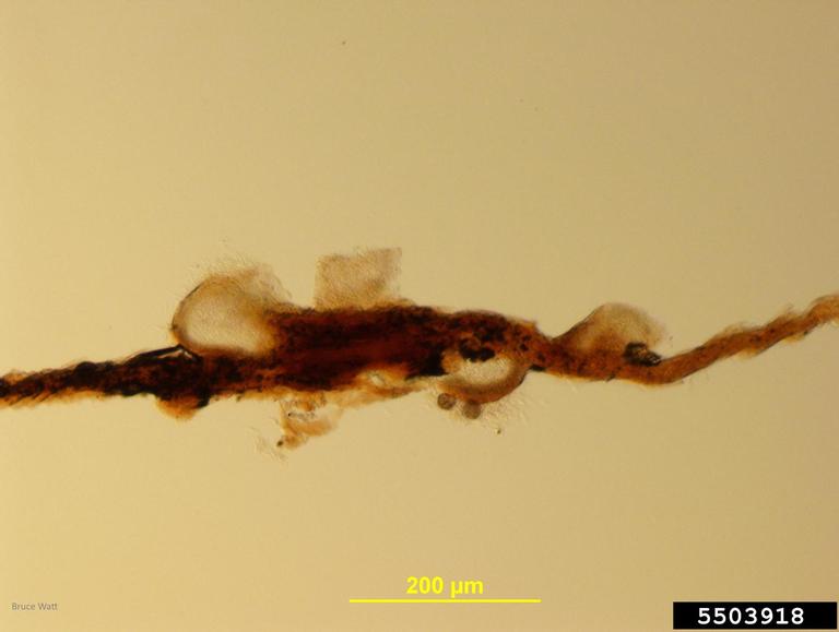 hemlock tip blight (Sirococcus tsugae)