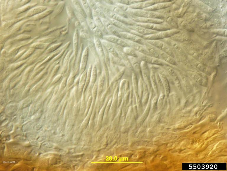 hemlock tip blight (Sirococcus tsugae Castl., D.F. Farr & Stanosz, 2007)