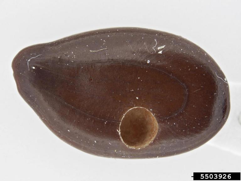 bean bruchids (Genus Acanthoscelides Schilsky, 1905)