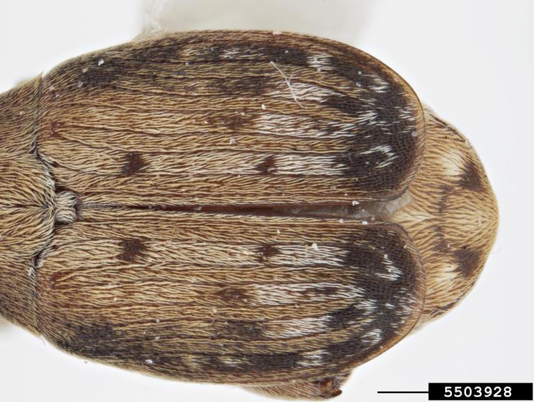 bean bruchids (Genus Acanthoscelides Schilsky, 1905)