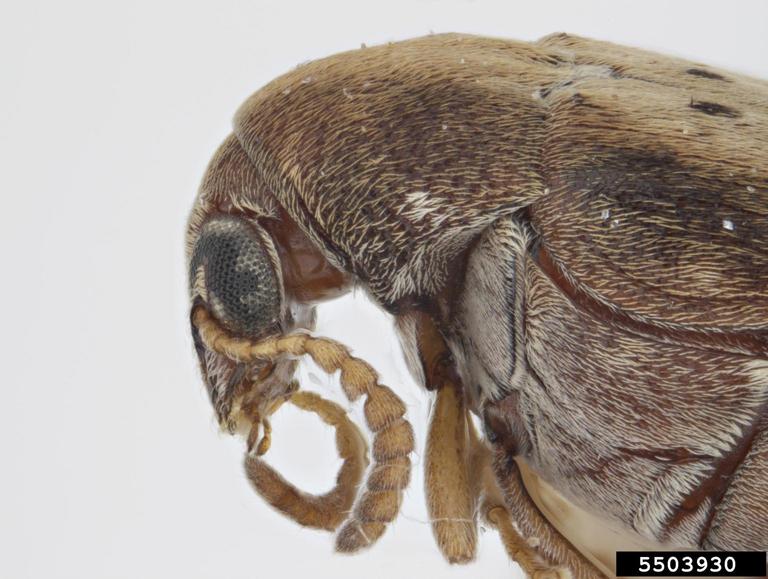 bean bruchids (Genus Acanthoscelides)