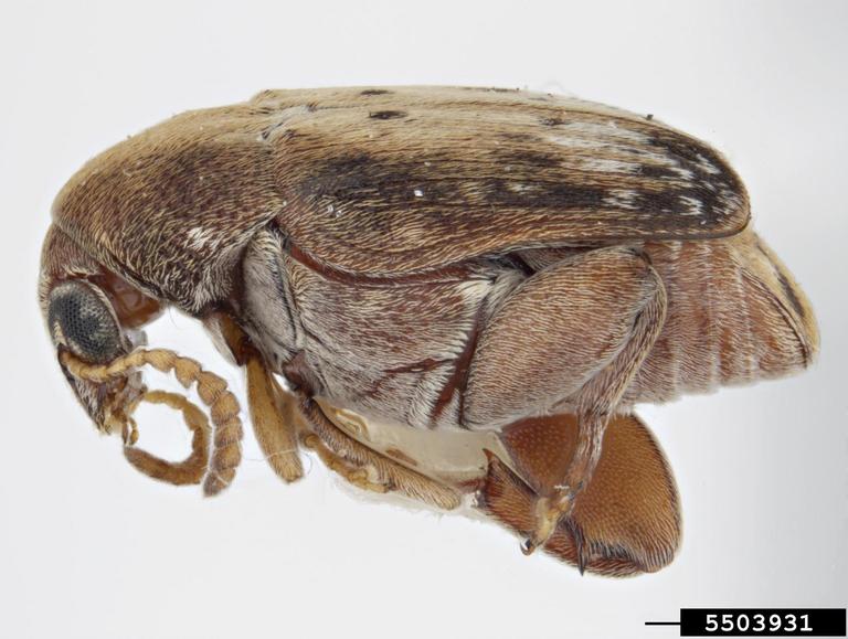 bean bruchids (Genus Acanthoscelides Schilsky, 1905)