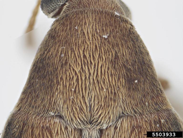 bean bruchids (Genus Acanthoscelides Schilsky, 1905)