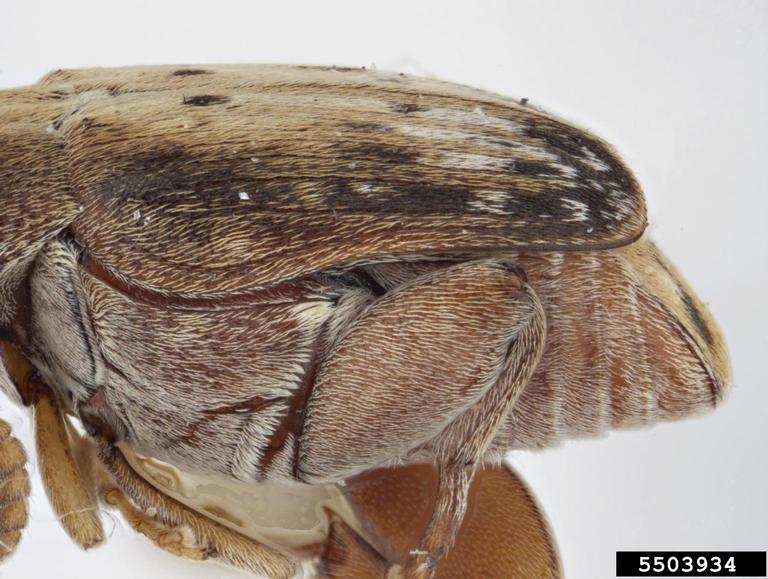 bean bruchids (Genus Acanthoscelides Schilsky, 1905)