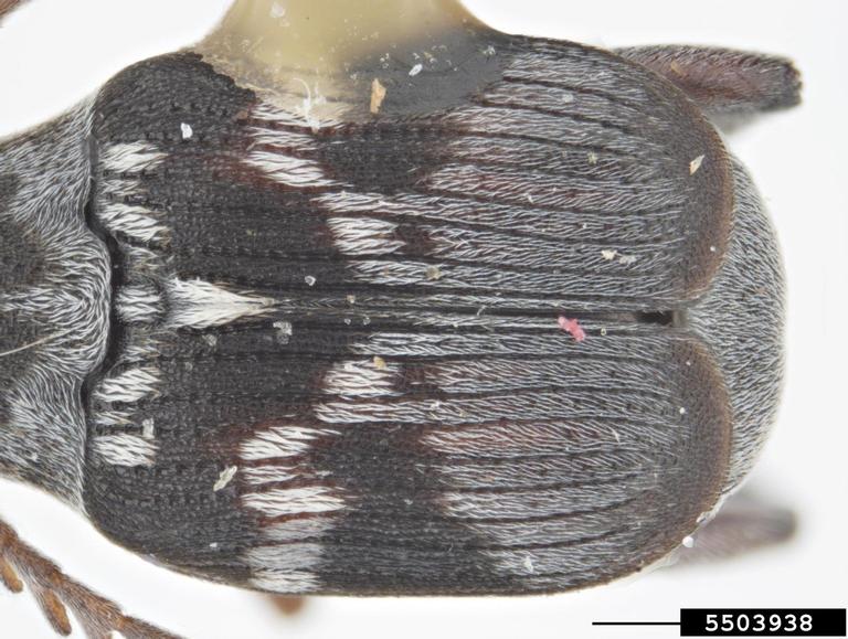 bean bruchids (Genus Acanthoscelides)