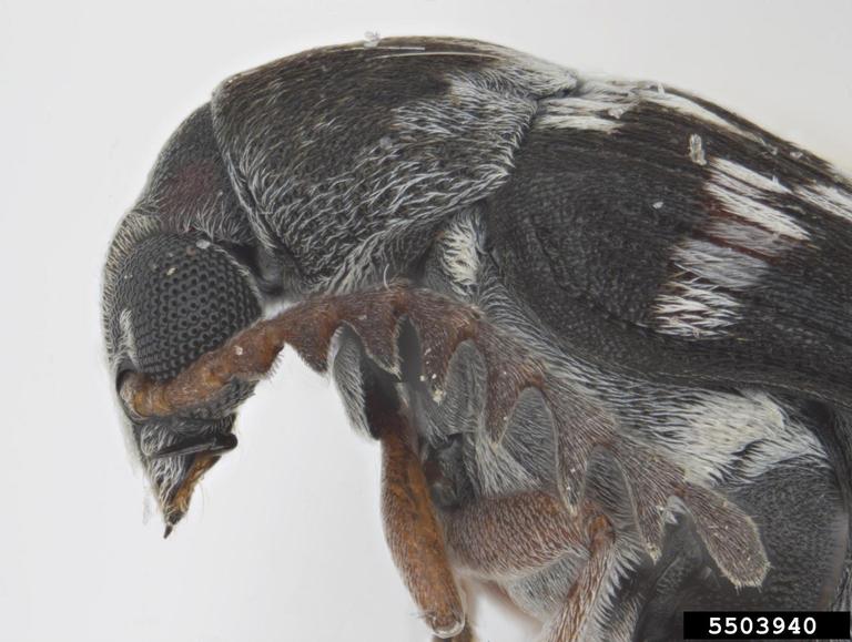 bean bruchids (Genus Acanthoscelides Schilsky, 1905)