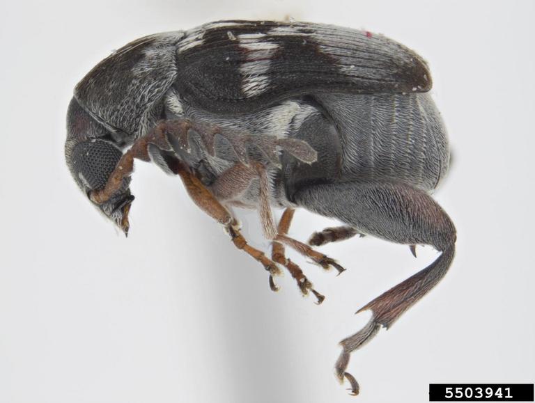 bean bruchids (Genus Acanthoscelides Schilsky, 1905)